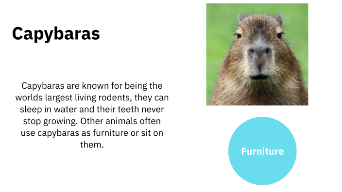 Capybara by Madison Woodward on Prezi