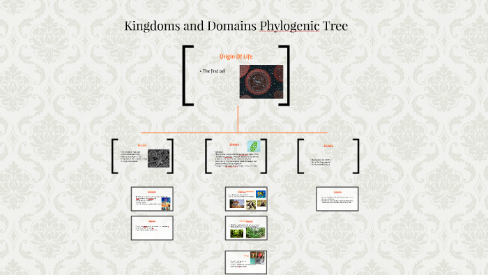 Kingdoms and Domains Phylogeny Tree by Drew Nickles on Prezi