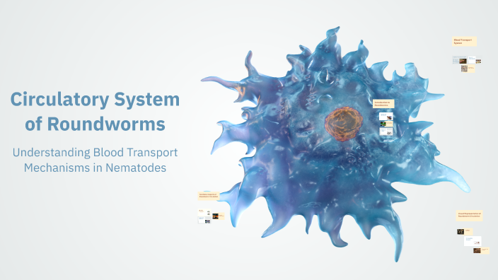 Circulatory System of Roundworms by Marie-Lou Valcke on Prezi