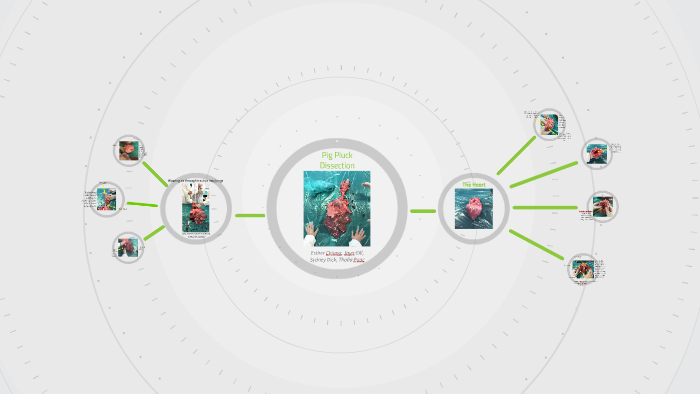 Pig Pluck Dissection by