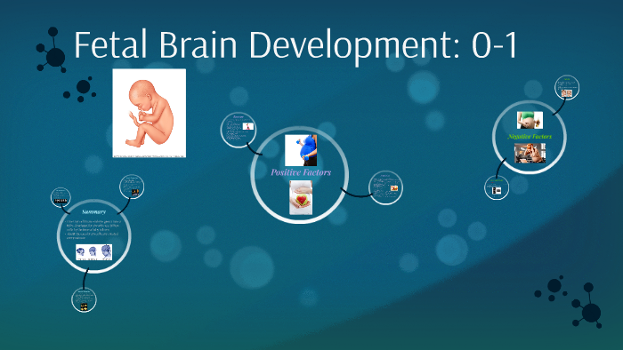Fetal Brain Development: 0-1 by Avneet Kaur on Prezi