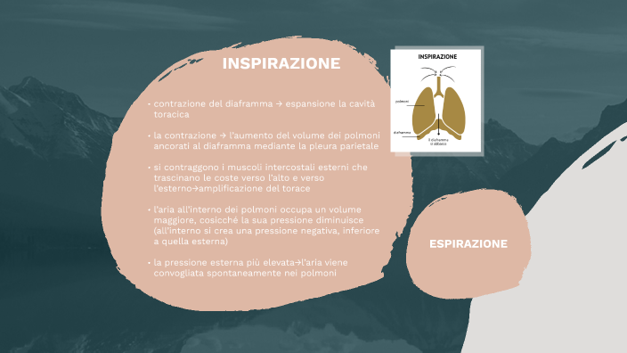 APPARATO RESPIRATORIO by MATILDE PALUMBO on Prezi