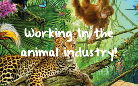 Working In the animal industry! by kirstie fuller on Prezi
