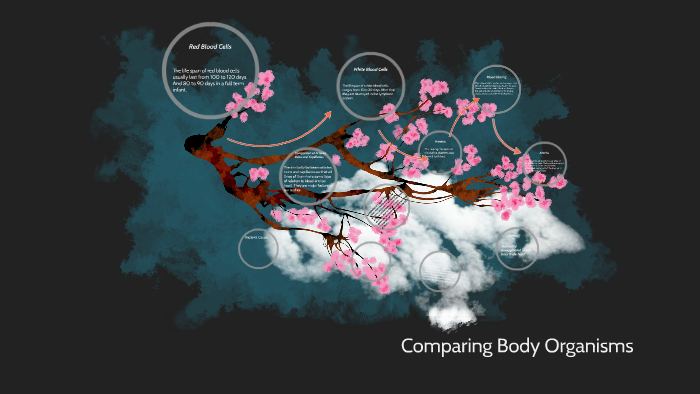 Red Blood Cells Life Span by Angelena Miller on Prezi