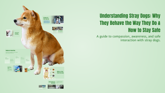 Understanding Stray Dogs: Why They Behave the Way They Do & How to Stay ...