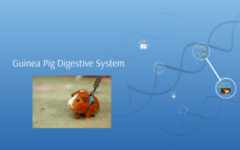 Guinea Pig Digestive System by Gabrielle Samuels on Prezi