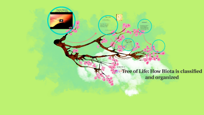 Tree of Life: How Biota is classified and organized by Jamerica ...