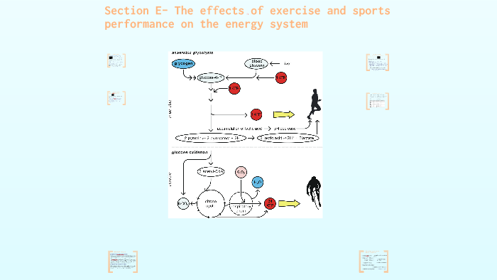Section E the effects of exercise and sports performance on the ...