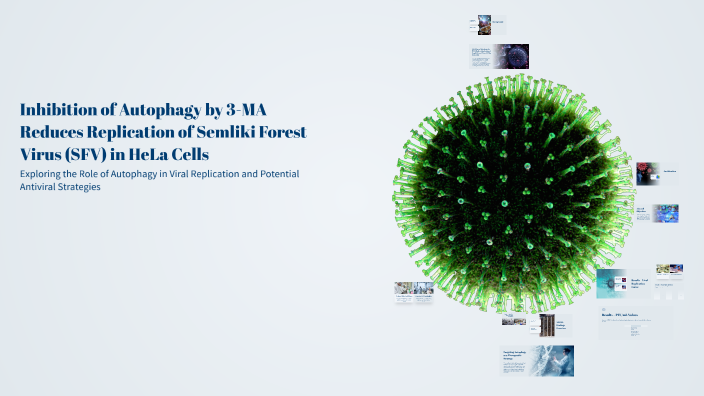 Inhibition of Autophagy by 3-MA Reduces Replication of Semliki Forest ...