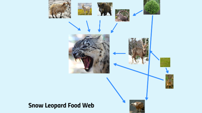 Snow Leopard Food Web by Emerson Galindo on Prezi