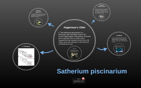 Satherium piscinarium by Summer Moser on Prezi