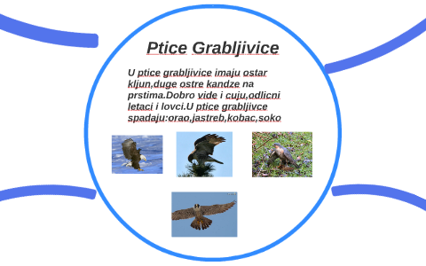 Ptice Grabljivice by Veljko cirkovic on Prezi