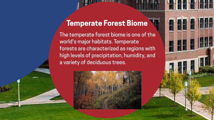 Temperate Forest Biome by Ella Rader on Prezi