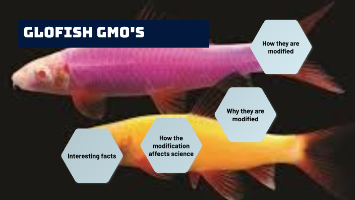 glofish gmos by Olin Jacobson on Prezi