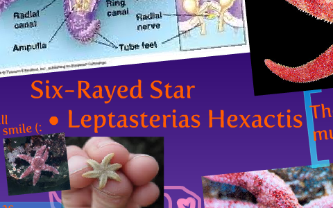 SIX-RAYED STAR by Karen Molta on Prezi