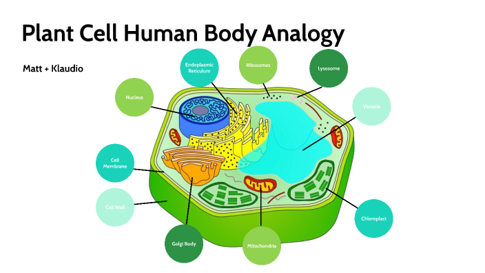 Plant Cell Human Body Analogy by Matthew Power on Prezi