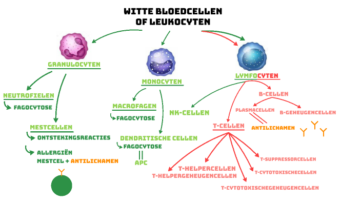 Witte bloedcellen by casper delbecque on Prezi