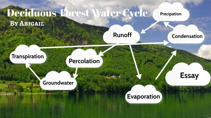Deciduous Forest Water Cycle by Abigail Fouts on Prezi