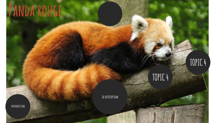 red panda by ava lawlor on Prezi