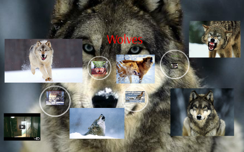Wolves And why they are important in are ecosystem. by Elijah Gibbons