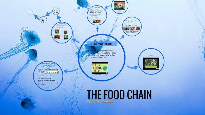 The food chain year 4 science by catagoj goj on Prezi
