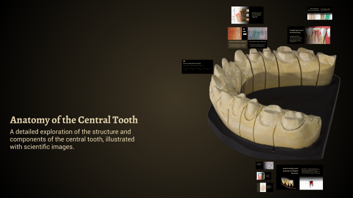 Anatomy of the Central Tooth by fatil abbas on Prezi