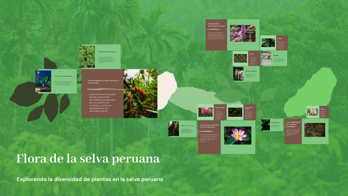 Flora de la selva peruana by S_E_B on Prezi