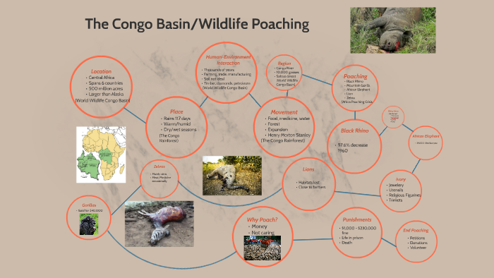 The Congo Basin/Wildlife Poaching by Charlotte Hughes on Prezi