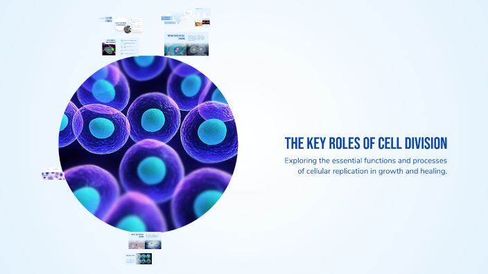 The Key Roles of Cell Division by Fjnv Vhjjn on Prezi