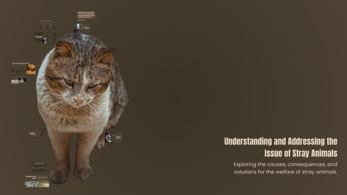Understanding and Addressing the Issue of Stray Animals by Alina 陳羽玫 on ...