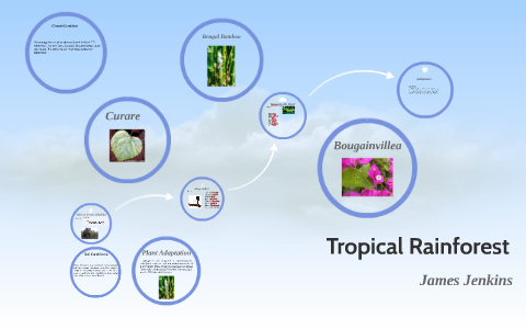 Tropical Rainforest by James Jenkins on Prezi