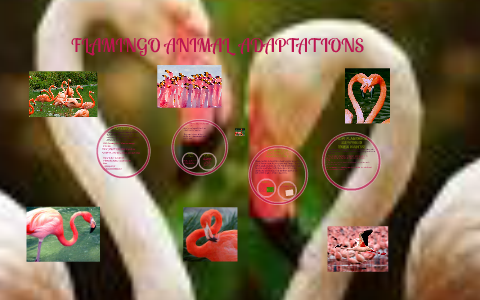 FLAMINGO ANIMAL ADAPTATIONS by on Prezi