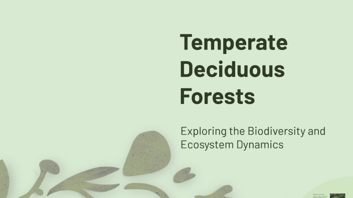 Temperate Deciduous Forests by jayce Allen on Prezi
