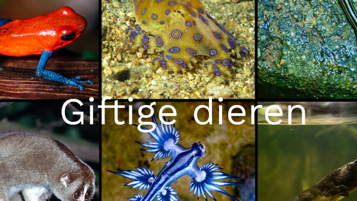 Giftige dieren by Rik Kooijker on Prezi