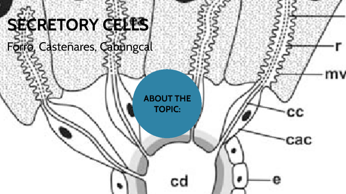 Secretory Cells by grp 4 by Geum Forro on Prezi