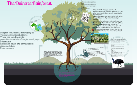Daintree Rainforest! by Lucy Williams on Prezi