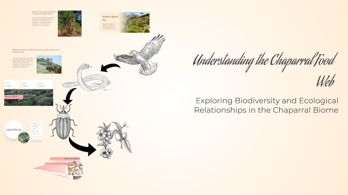 Understanding the Chaparral Food Web by ALEX enos on Prezi