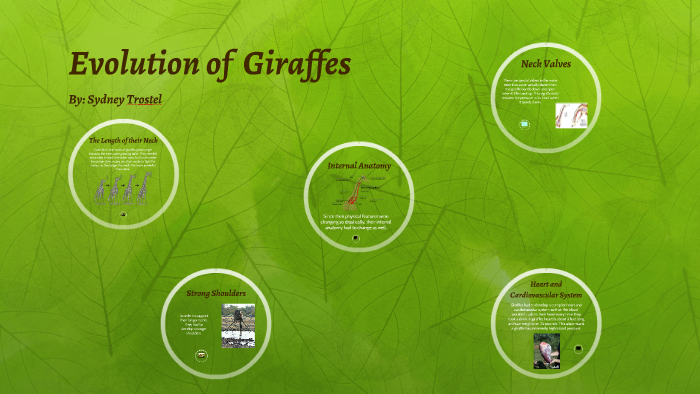 Evolution of Giraffes by Sydney Trostel on Prezi