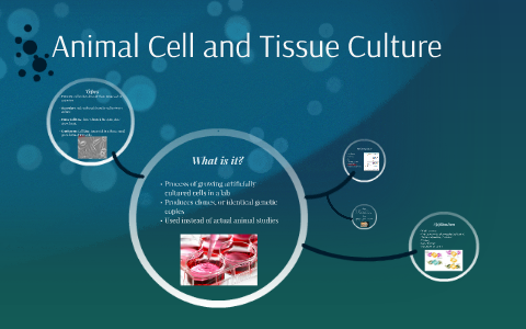 Animal Cell and Tissue Culture by Cherri Wang on Prezi