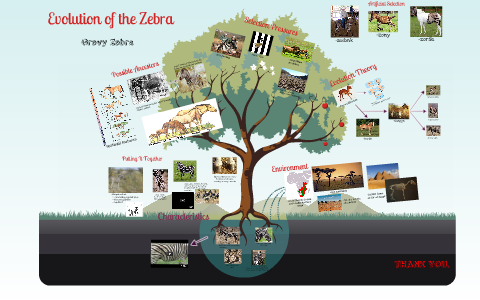Evolution of the Zebra by Amanda Bianchi on Prezi