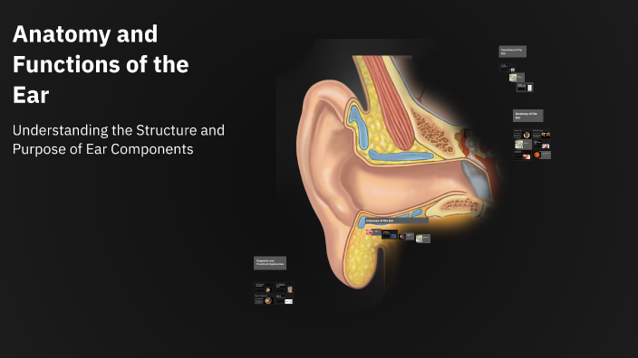 Anatomy and Functions of the Ear by Raad on Prezi