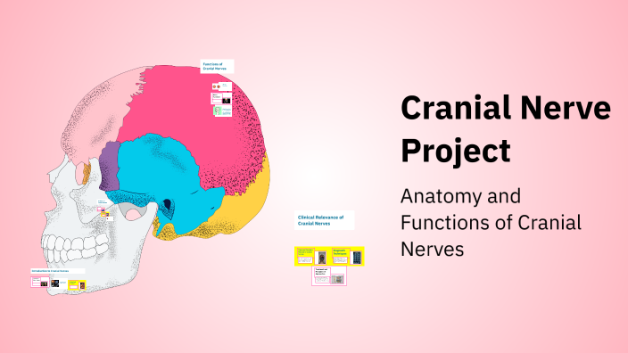 Cranial Nerve Project by Molly Gavin on Prezi