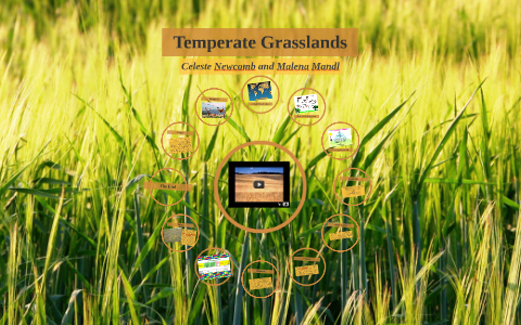 Temperate Grasslands by Celeste and Malena by Celeste Newcomb on Prezi