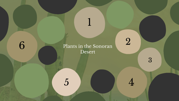 Plants in the Sonoran Desert by Aarush Punjabi on Prezi