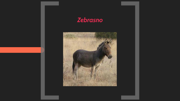 Zebrasno by danilo YUNGA on Prezi