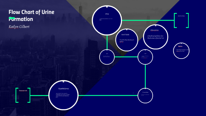 Flow Chart of Urine Formation by Katlyn Gilbert on Prezi