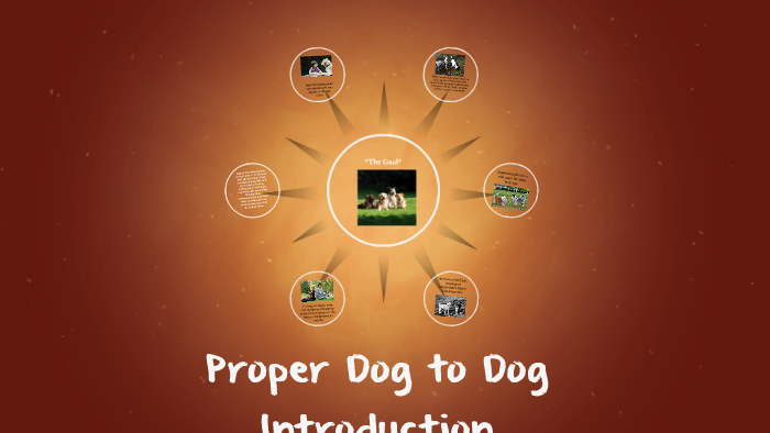 Proper Dog to Dog Introduction by on Prezi