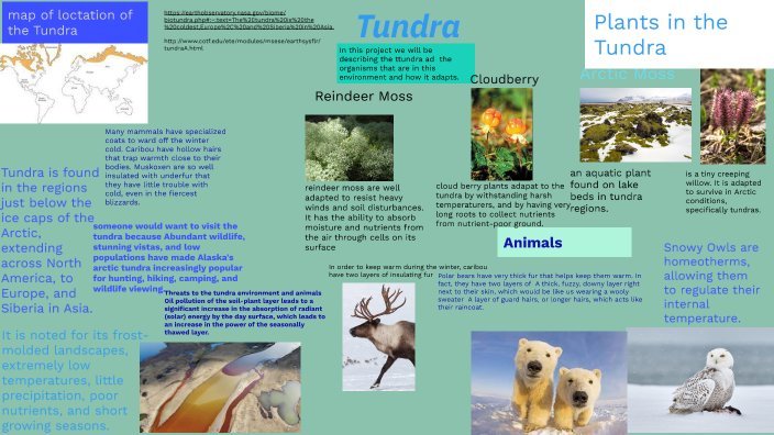 Tundra by Laci Walker on Prezi