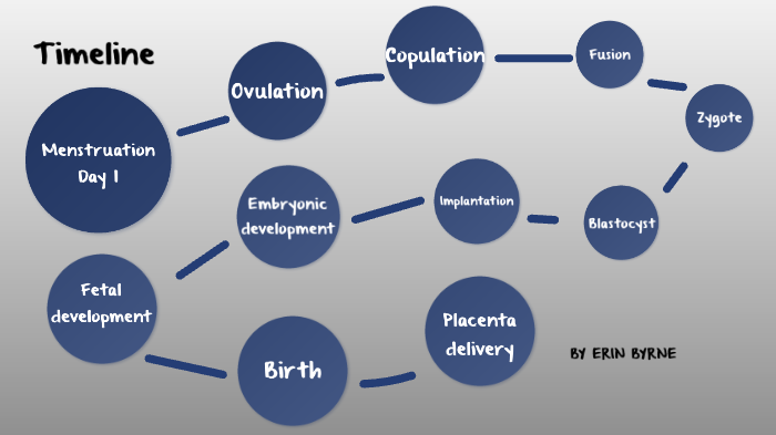 Ovulation to delivery timeline by Erin Byrne on Prezi
