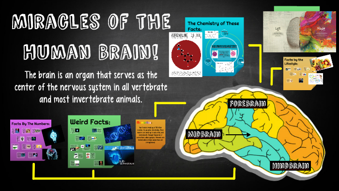Miracles of the Human Brain! by Sam Jeffrey on Prezi